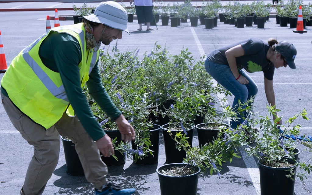 City of Phoenix teams with SRP to remove trees close to power lines ...